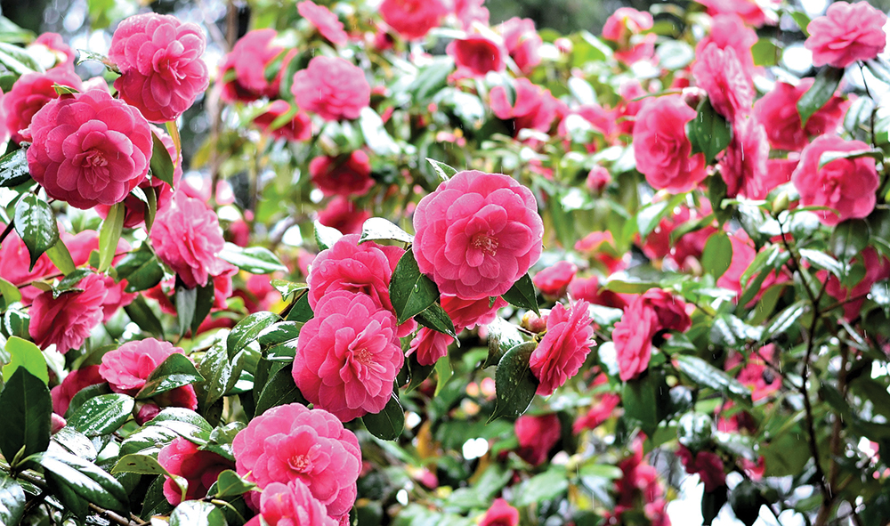 Gardens Winter Gardens Alabama Living Magazine Gardens Winter Gardens Alabama Living Magazine