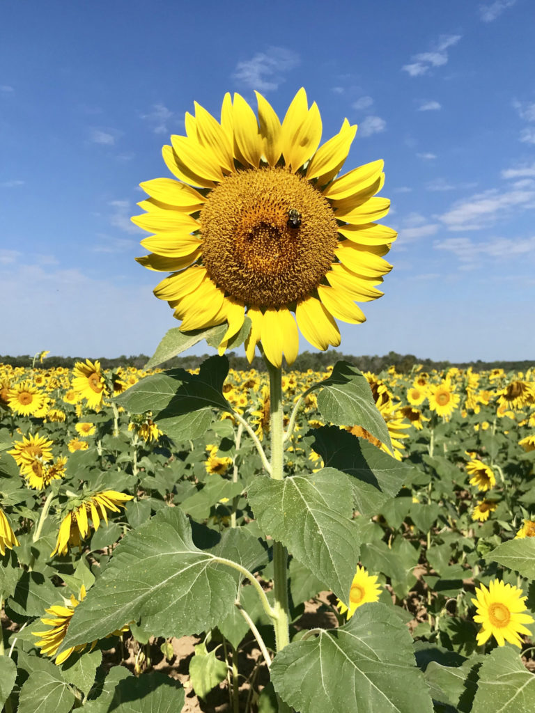 Alabama Snapshots - Sunflower Fields - Alabama Living Magazine