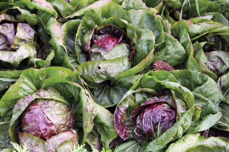 What to plant in the fall (and why) - Alabama Living Magazine