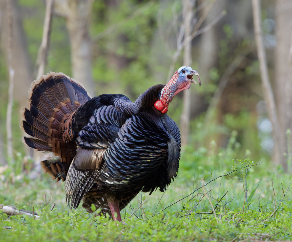 Alabama men win turkey calling championships - Alabama Living Magazine