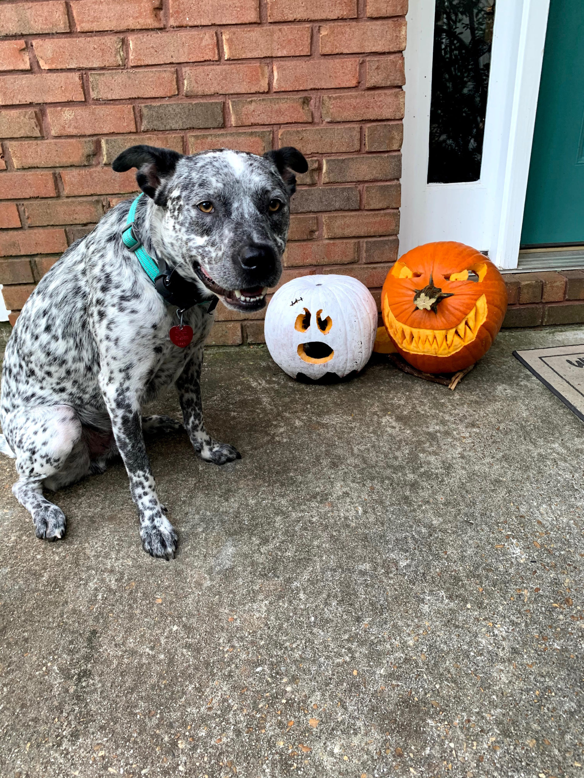 Alabama Snapshots: Pumpkins - Alabama Living Magazine