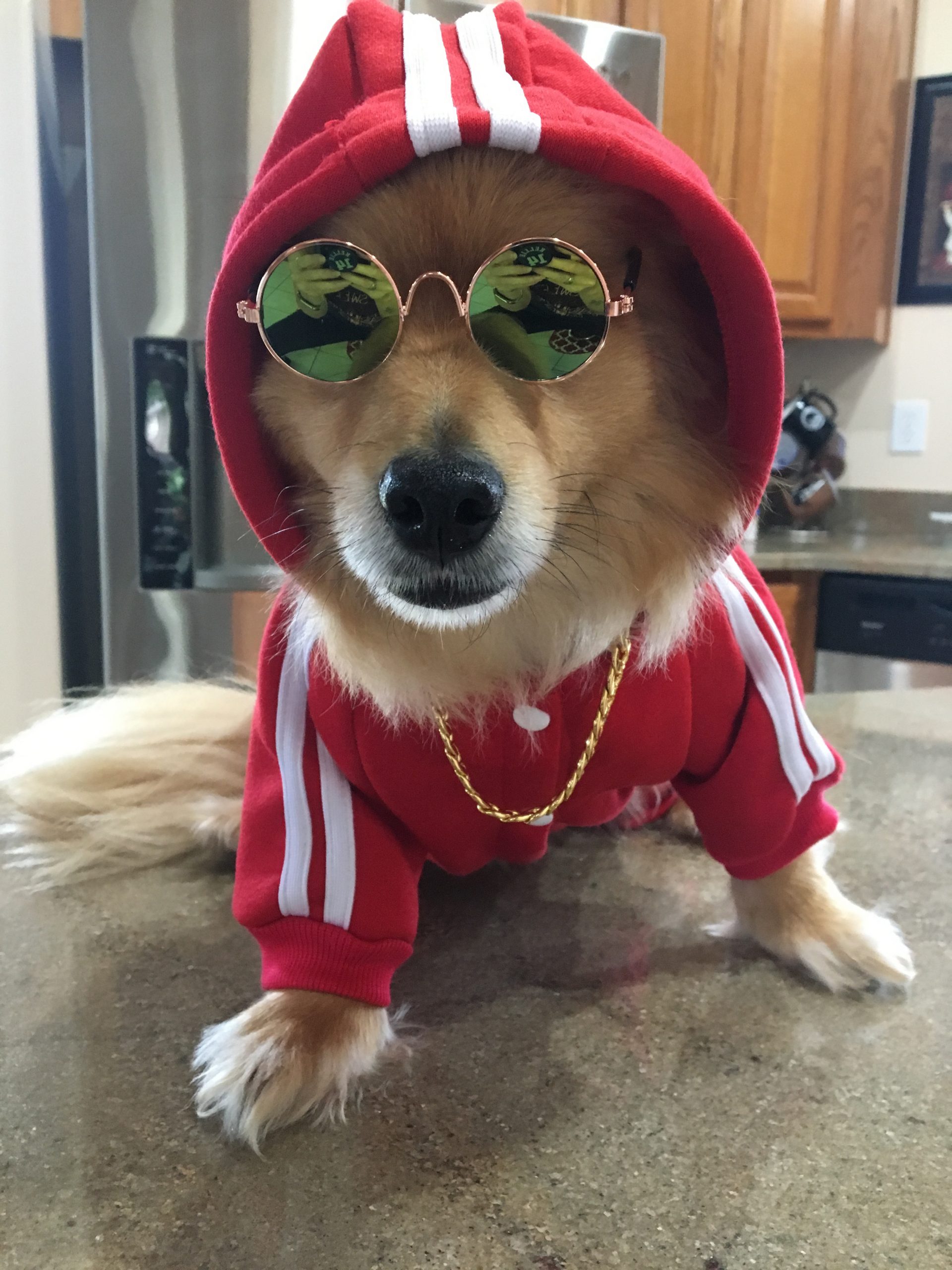 Dressed up pets - Alabama Living Magazine