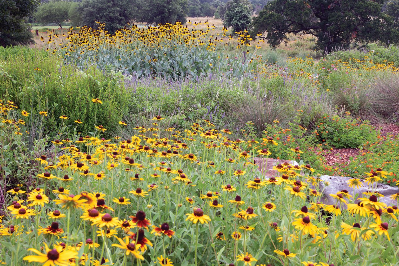 Going wild in the garden: Why and how to create a wildlife-friendly ...