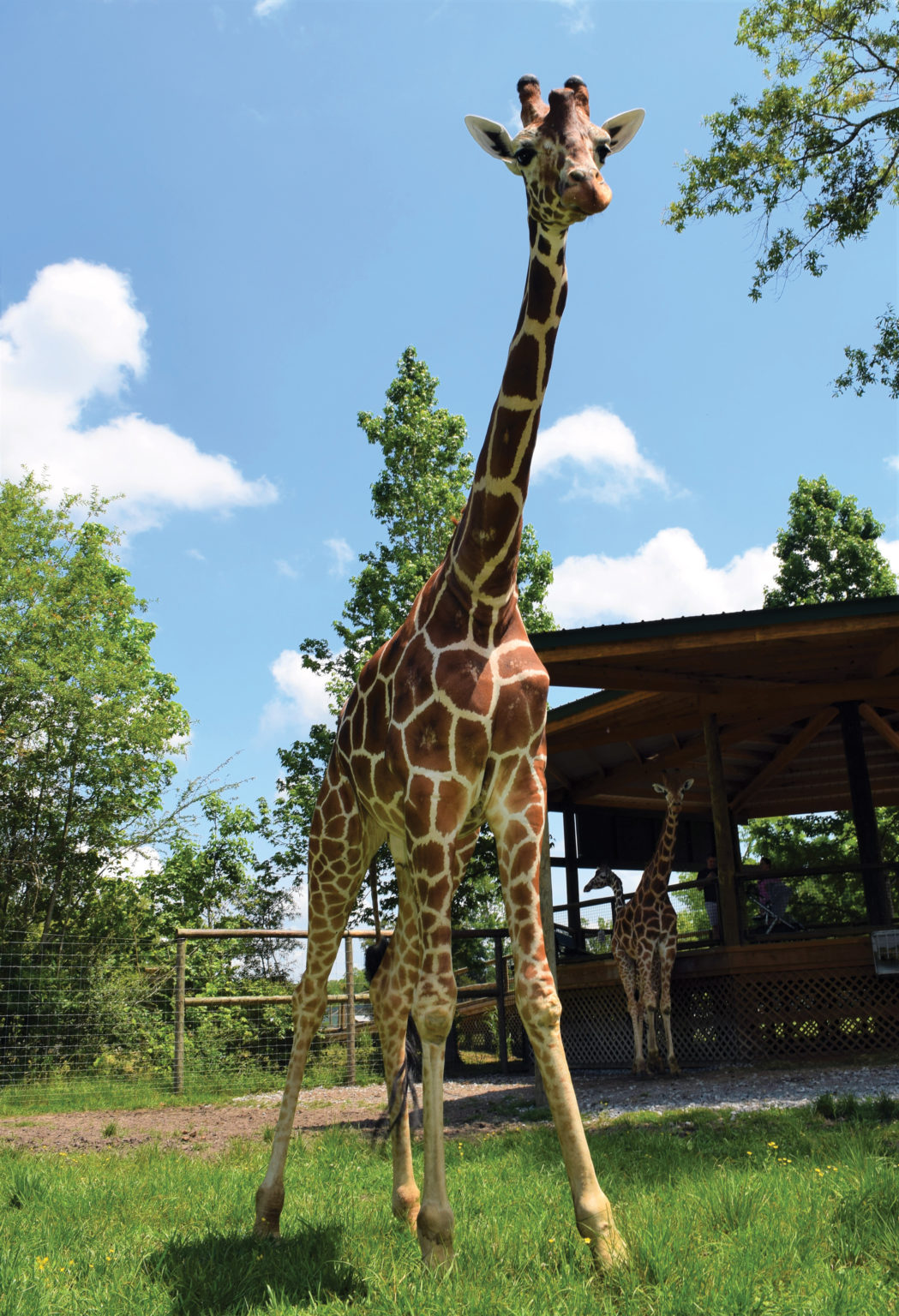 Take a wild ride at the Alabama Safari Park - Alabama Living Magazine