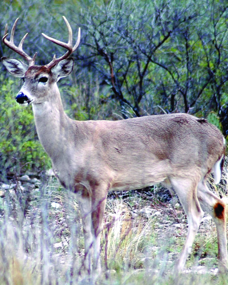 2022 should be a good season for deer hunters in Alabama - Alabama ...