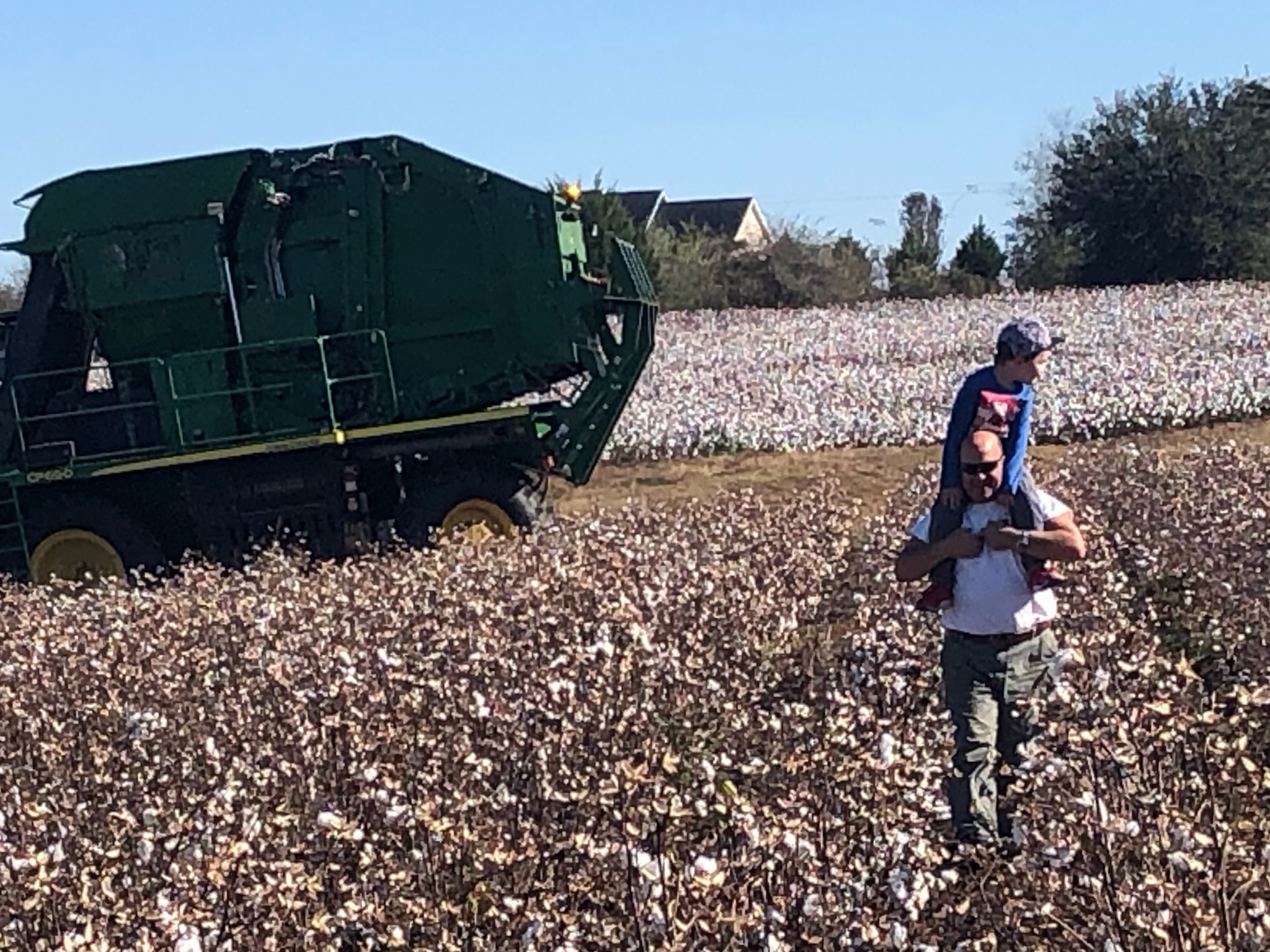 Alabama Cotton - Alabama Living Magazine