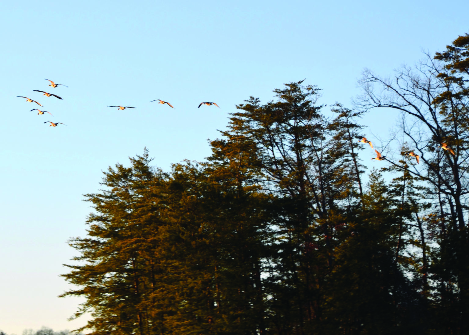 Giant geese come back from the brink of extinction - Alabama Living ...