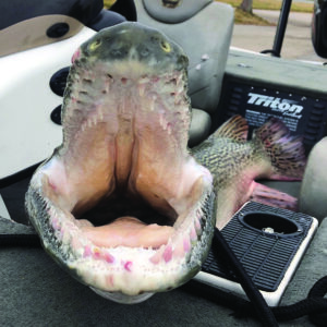 Prehistoric Armored Beast - Alabama Living Magazine