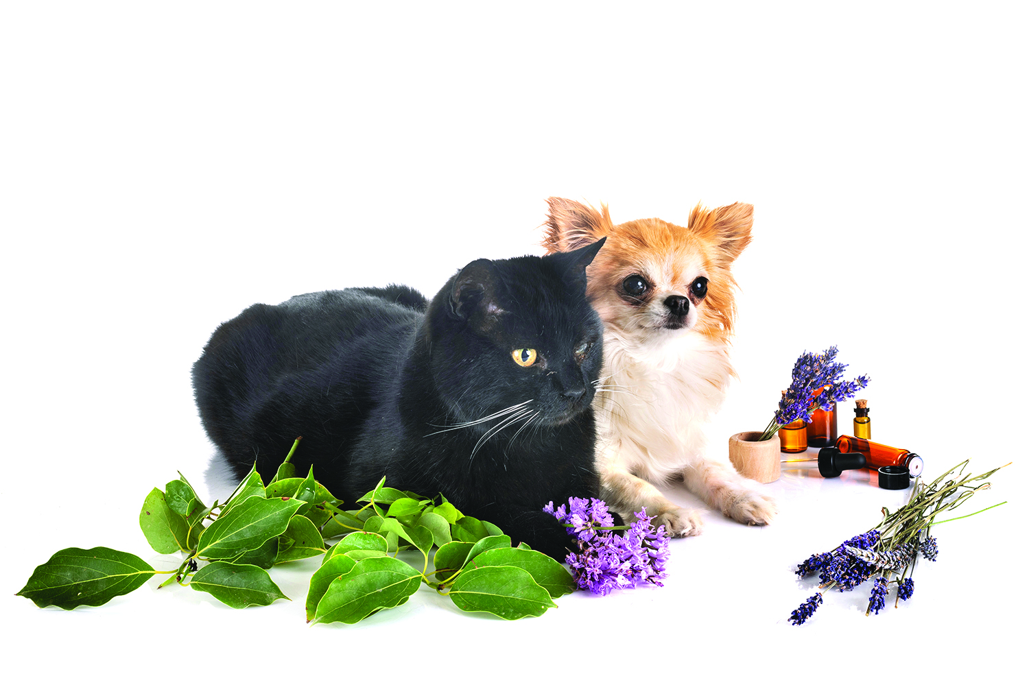 A look at holistic veterinary medicine - Alabama Living Magazine