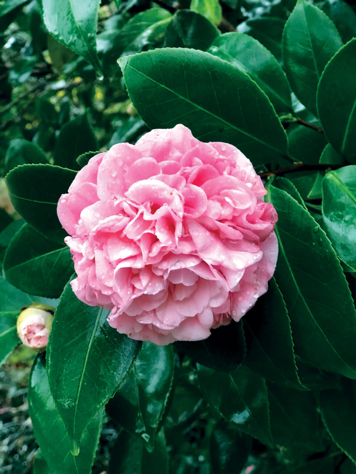 It’s time to take a camellia road trip! - Alabama Living Magazine