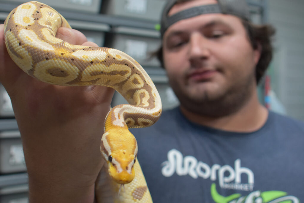 Fascination with snakes leads to lucrative business for Baldwin County ...