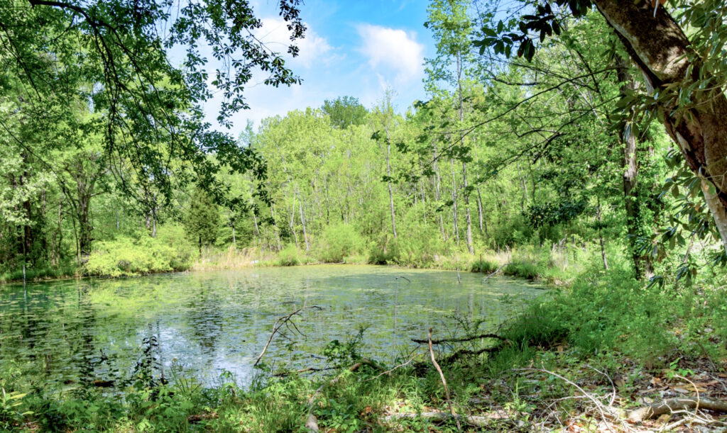 The Rare Little Fish that Caught the attention of a Community - Alabama ...