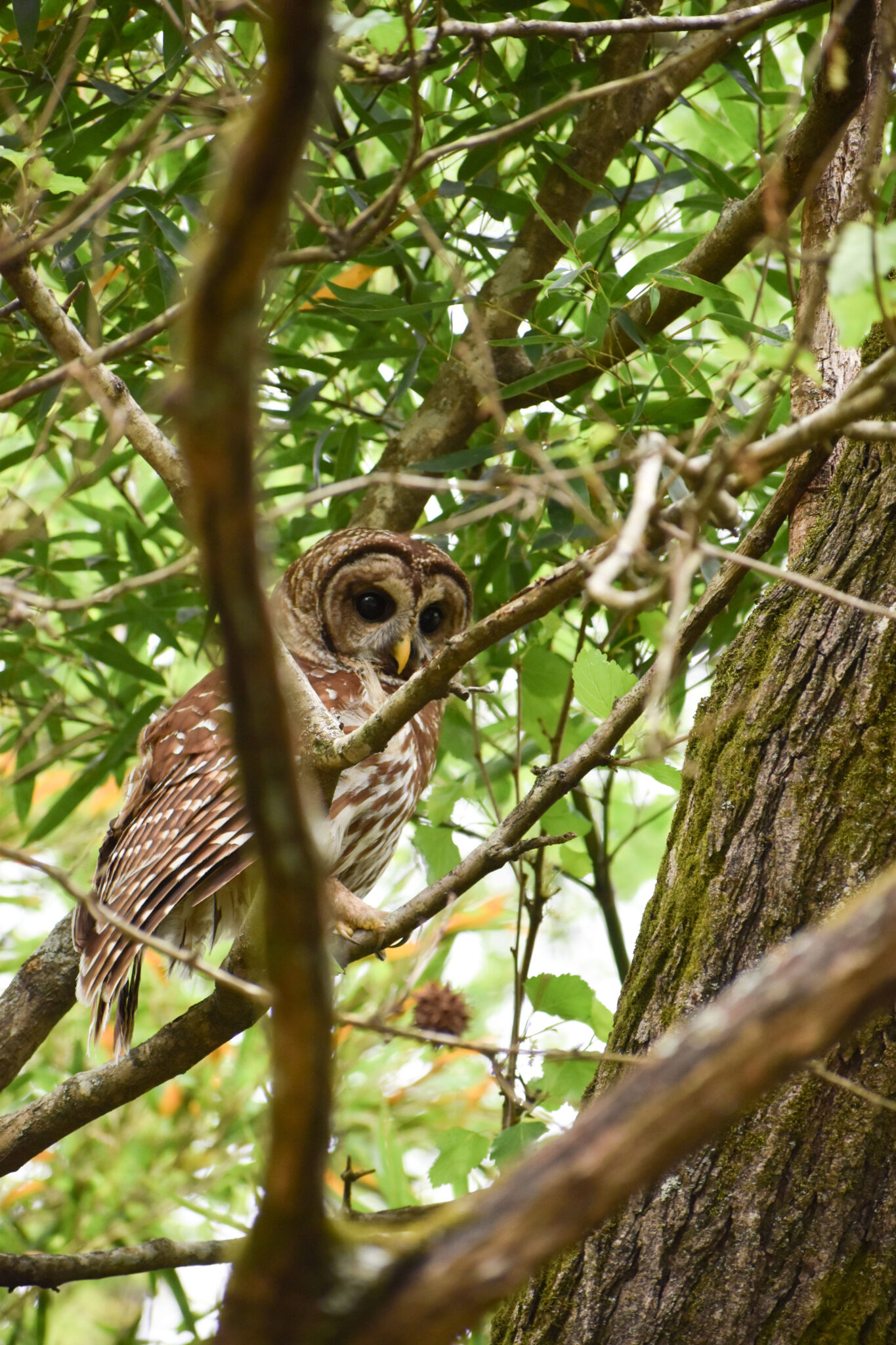 Alabama Wildlife - Alabama Living Magazine