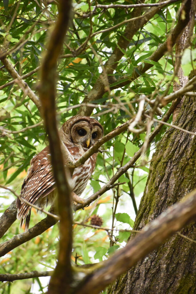 Alabama Wildlife - Alabama Living Magazine