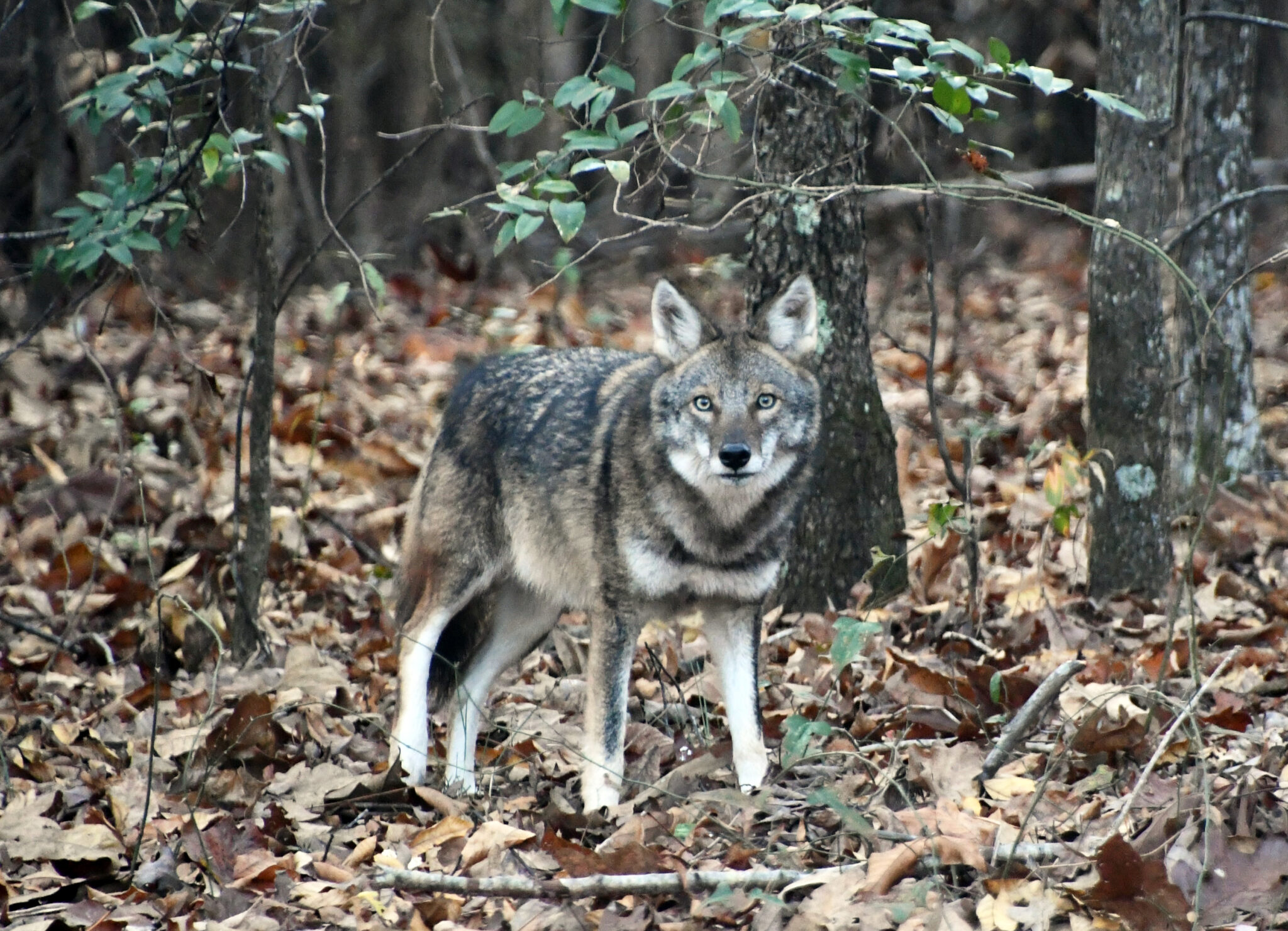 Alabama Wildlife - Alabama Living Magazine